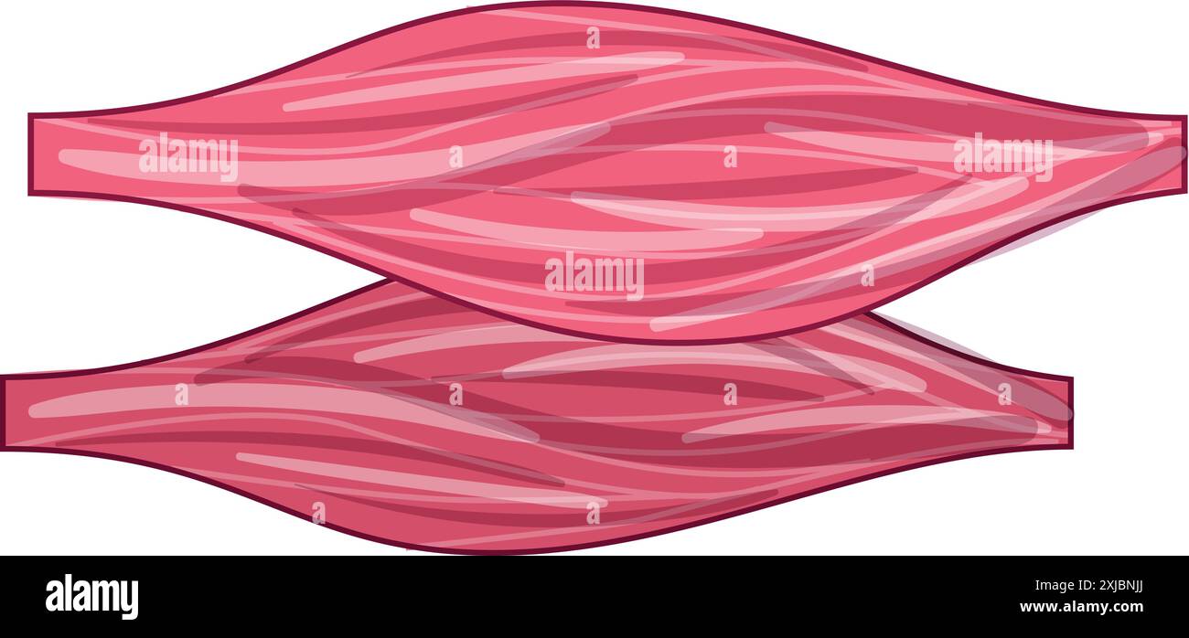 Illustration of two human muscle tissues contracting and expanding ...