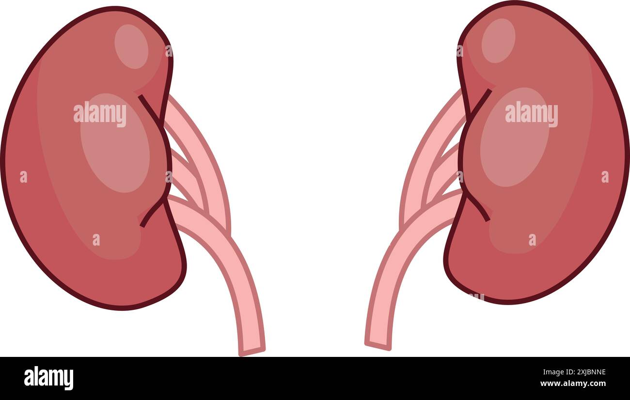 Illustration of human kidneys filtering blood in the urinary system ...