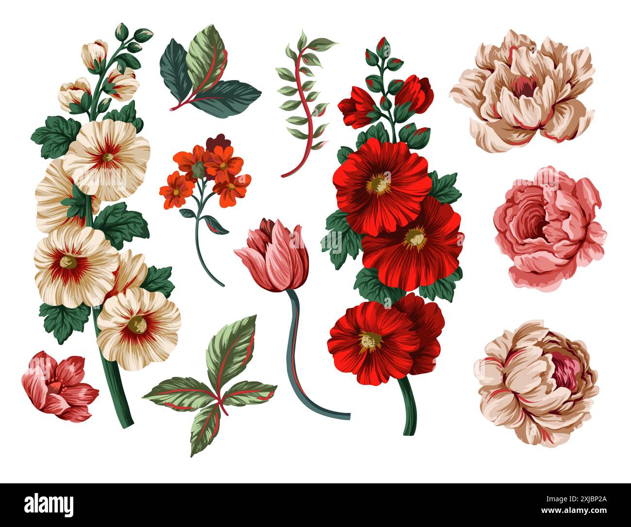 Mallows and other flowers isolated. Vector Stock Vector Image & Art - Alamy