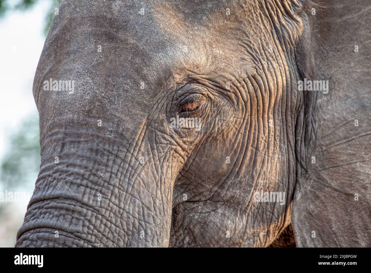 elephant head, eye macro, wrinkled skin texture Stock Photo - Alamy
