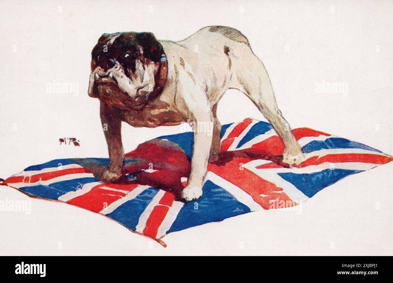 English Bulldog and British Flag, Patriotic WW1 era postcard Stock ...
