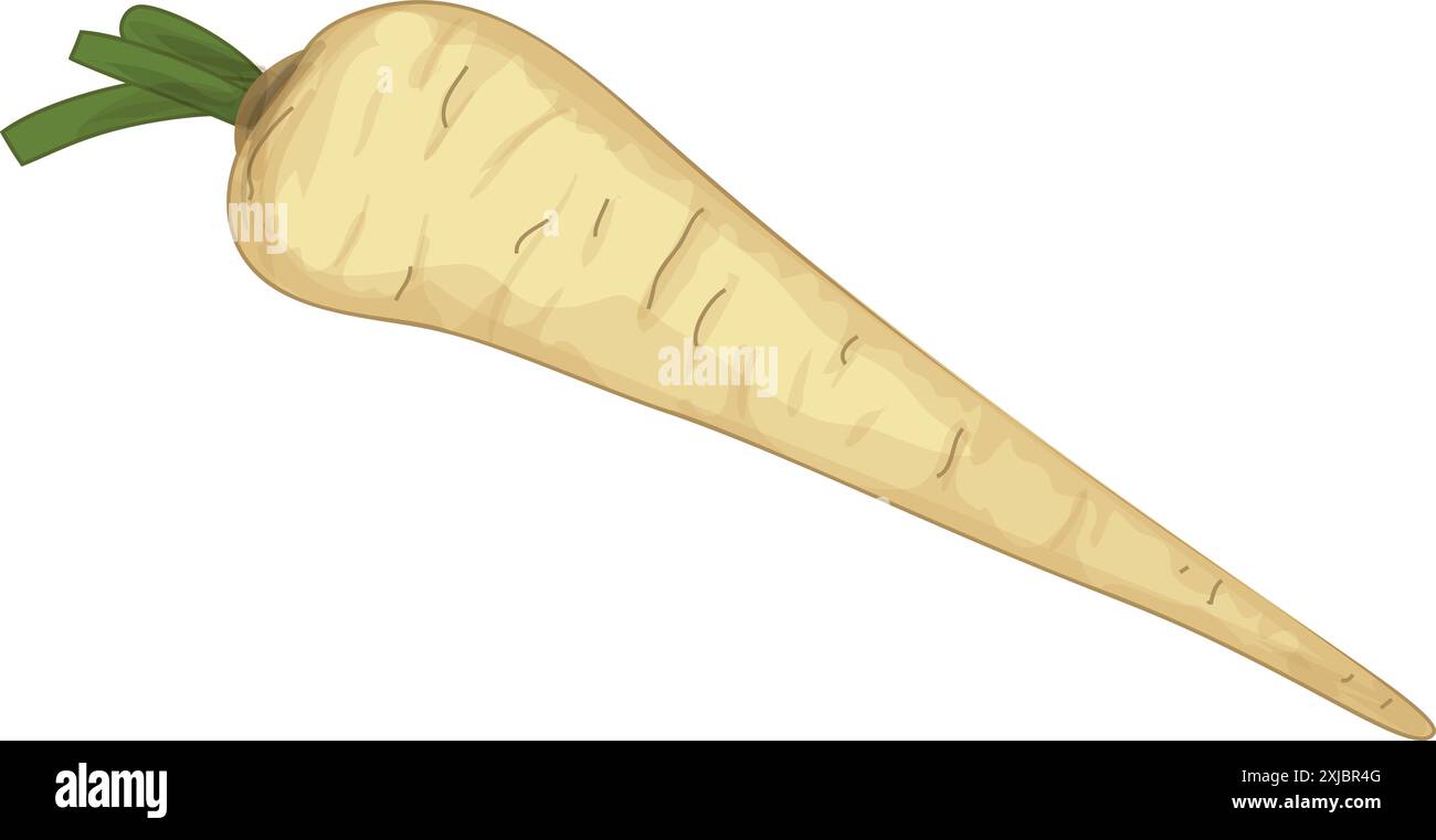 Single fresh parsnip with green sprout lying horizontally isolated on ...