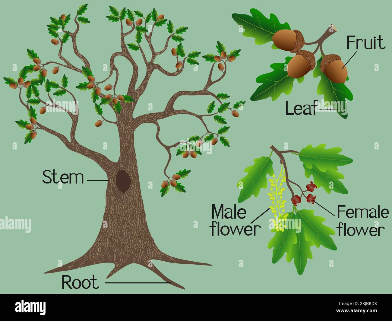 Parts of an oak plant on a green background Stock Vector Image & Art ...
