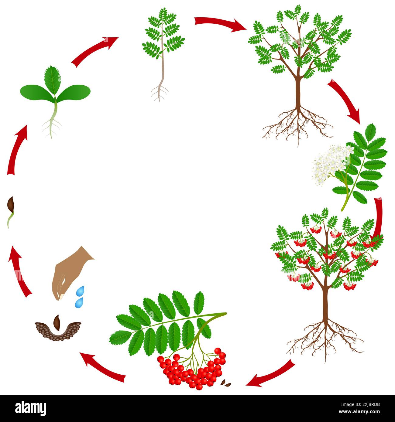 Cycle of a red rowan plant growth isolated on white background Stock ...