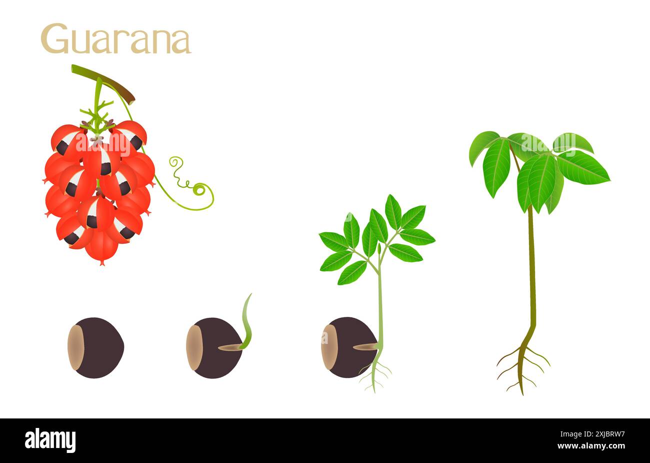 Tropical shrubs Stock Vector Images - Alamy