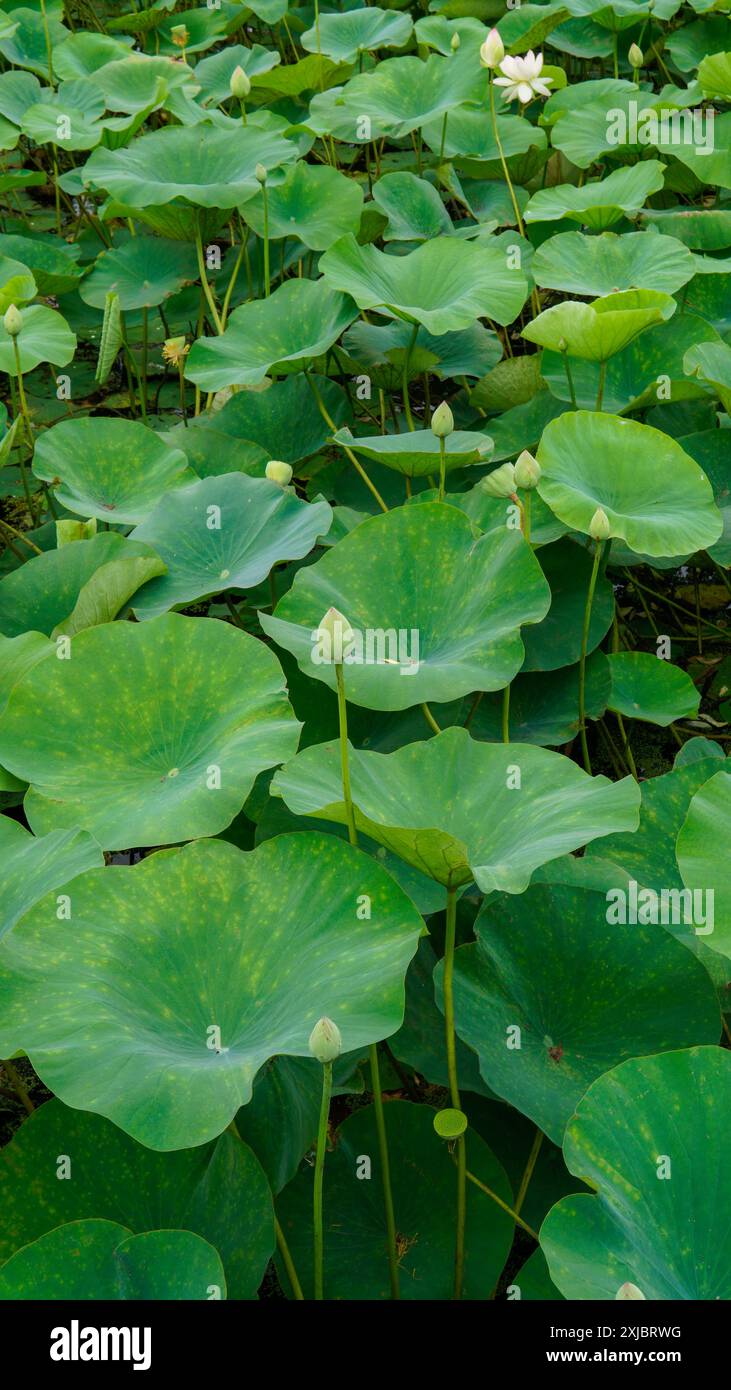 flora flower background petal nature garden lotus flower bloom zen ...