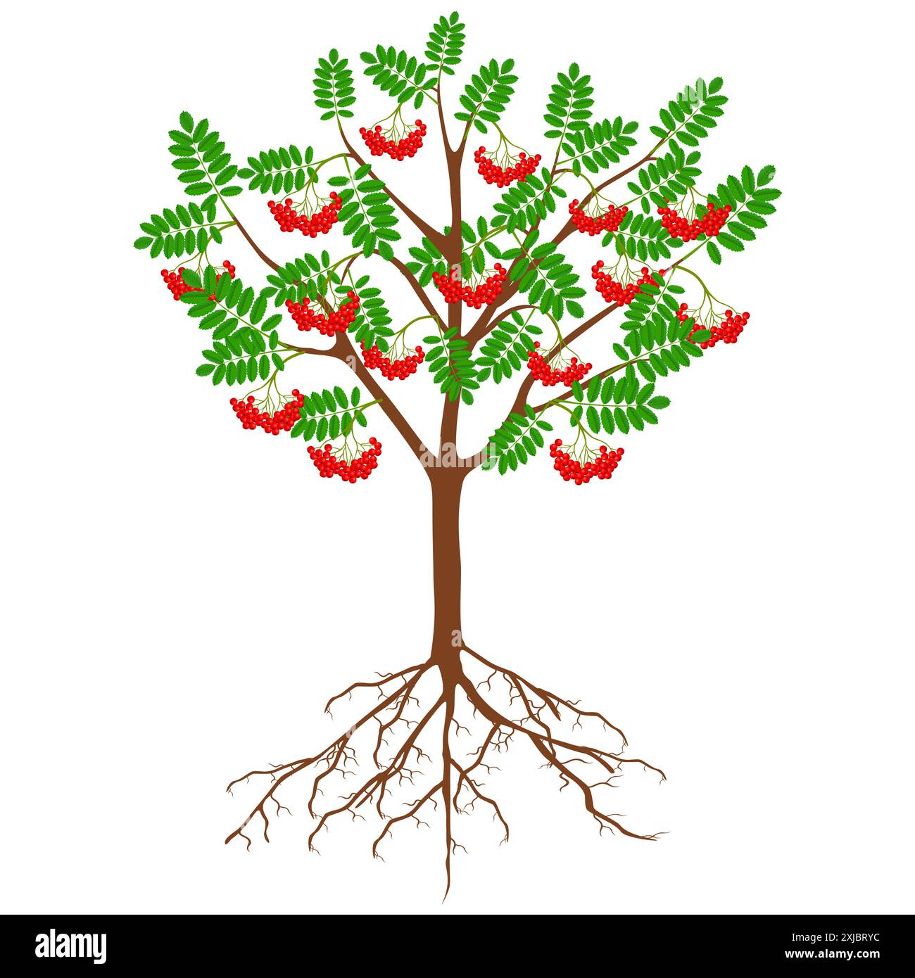 Red rowan with berries and roots on a white background Stock Vector ...