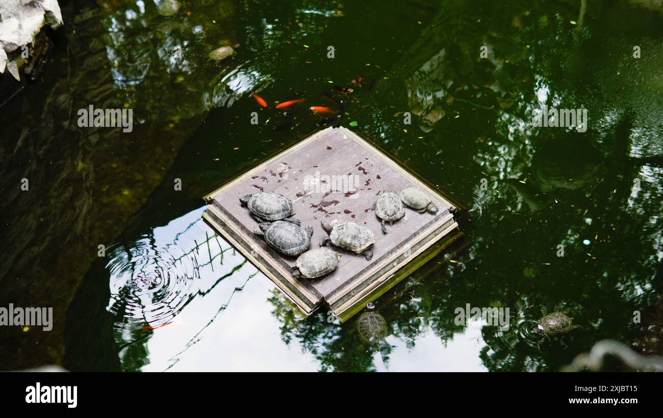 animal red japan water carp colorful background asian gold fish ...