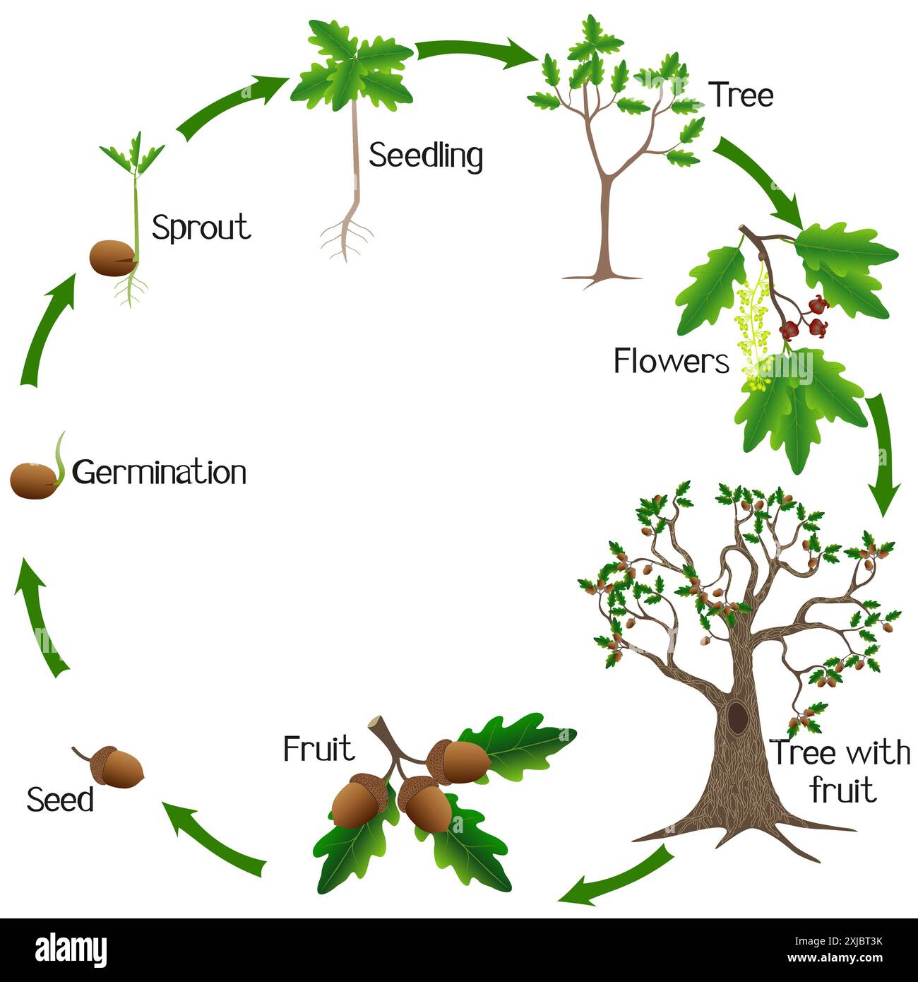 Life cycle of a oak tree on a white background Stock Vector Image & Art ...