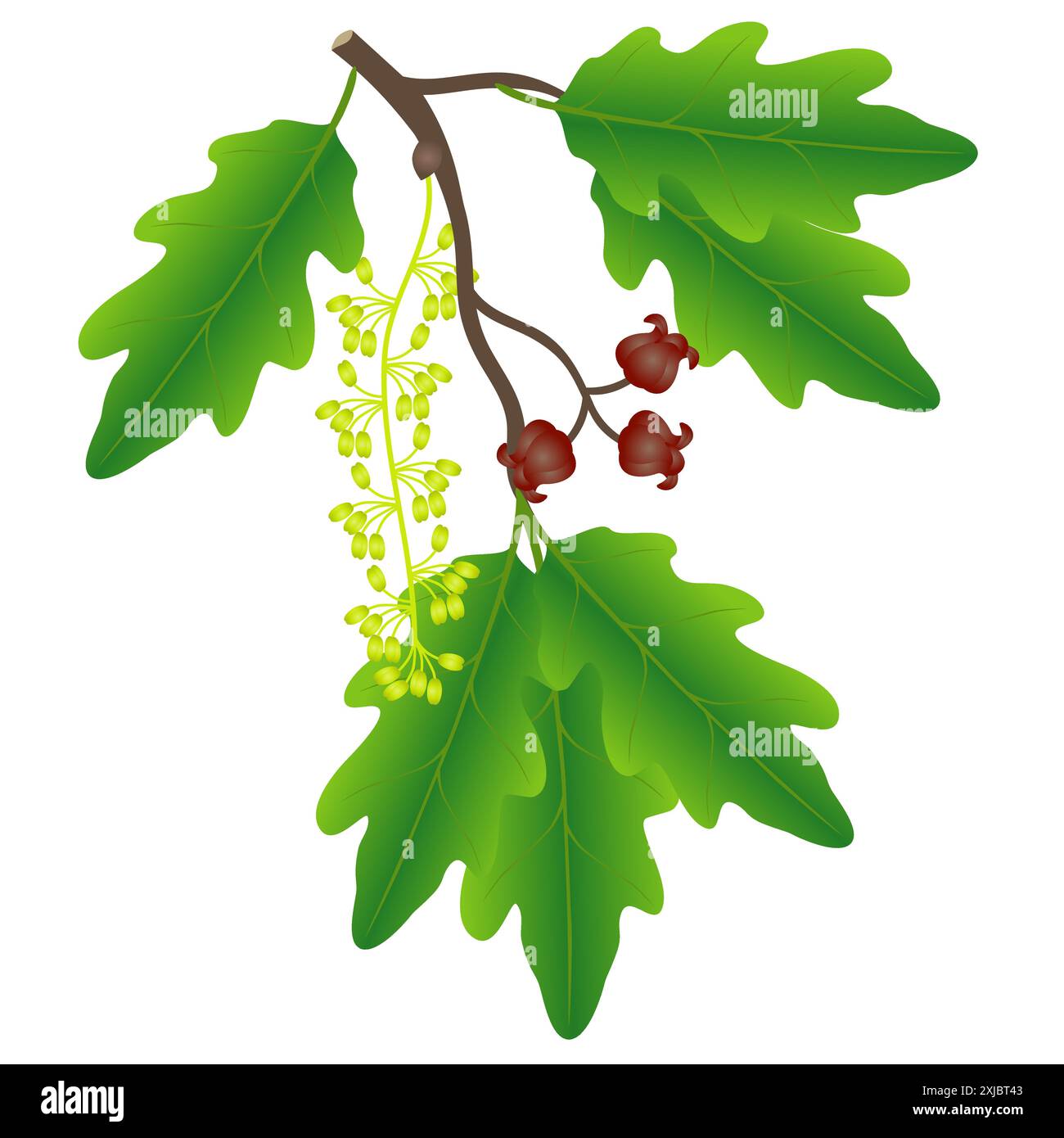 Oak tree female flower hi-res stock photography and images - Alamy