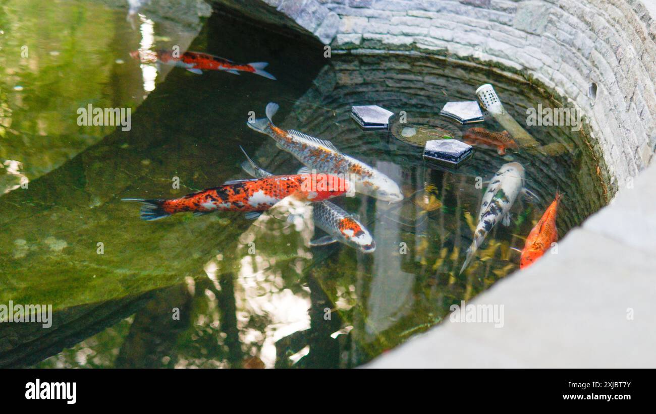 beautiful water koi gold colorful red carp asian fish nature animal ...