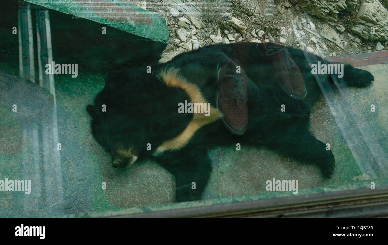 wild animal asia asian wildlife bear black nature himalayan mammal big ...