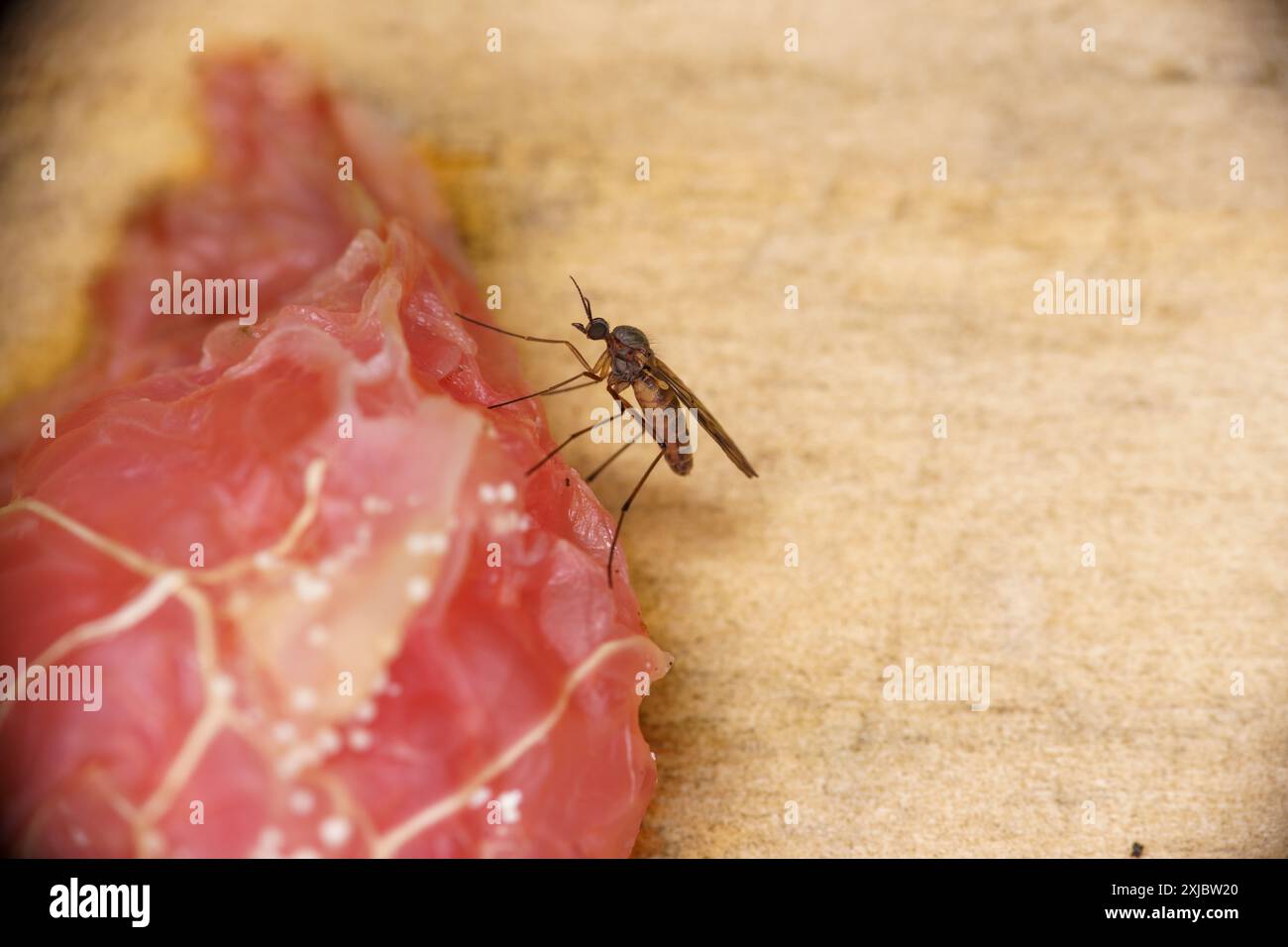 Sylvicola fenestralis Family Anisopodidae Genus Sylvicola Window gnat ...