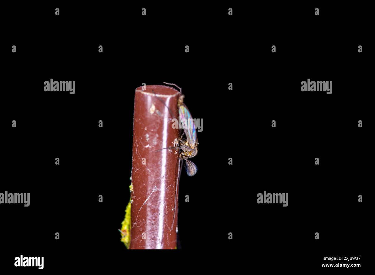 Family Chironomidae Genus Chironomus Chironomid Lake fly Nonbiting ...