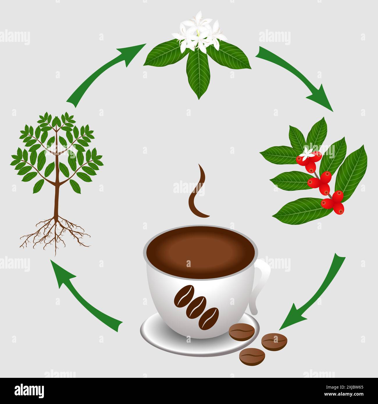 The cycle from the coffee plant to a cup of coffee Stock Vector Image ...