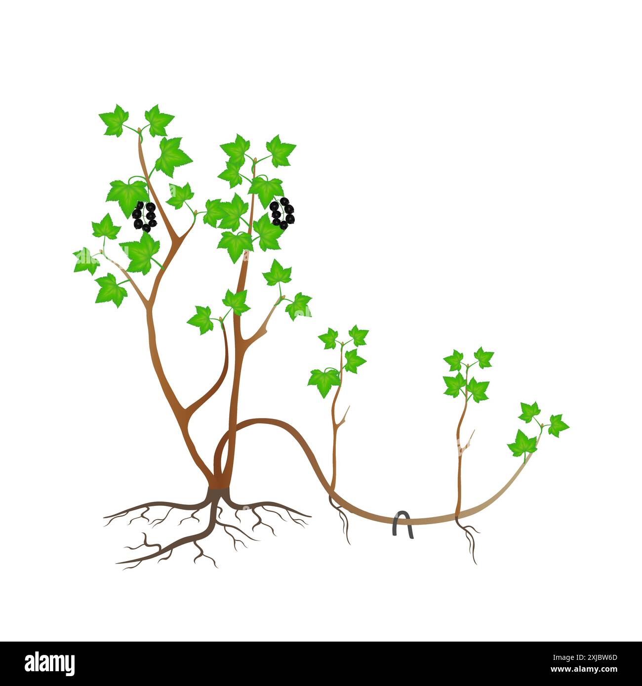 Reproduction of plant black currant by layers on a white background ...