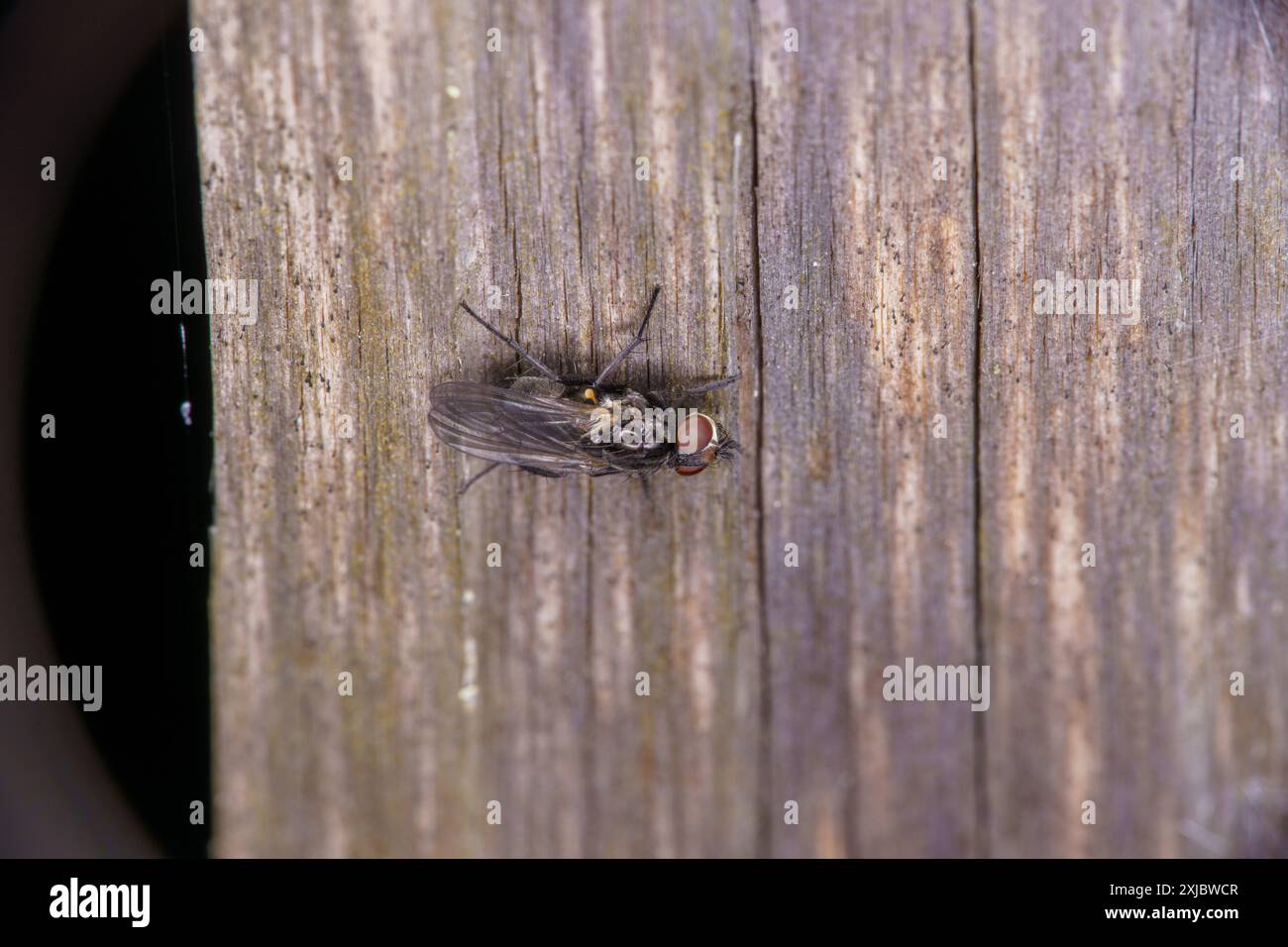 Anthomyiidae family Root-maggot fly wild nature insect wallpaper ...