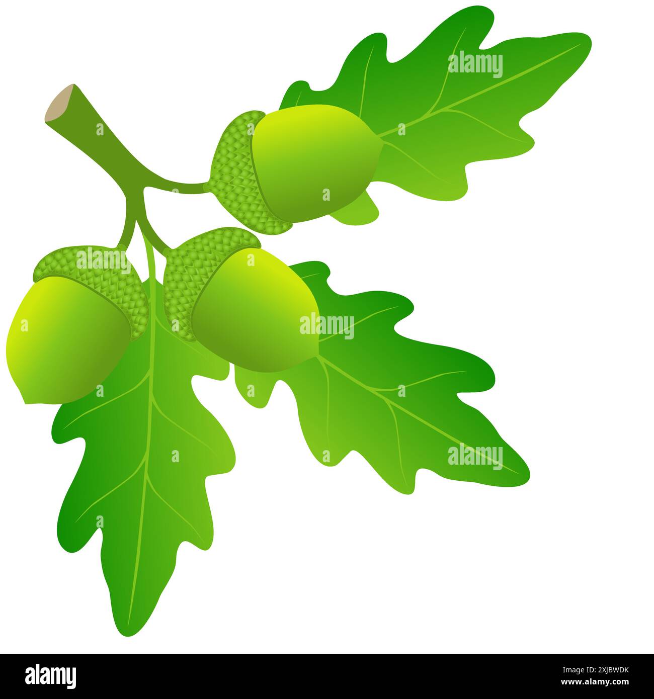 Acorns branch leaves white Stock Vector Images - Alamy