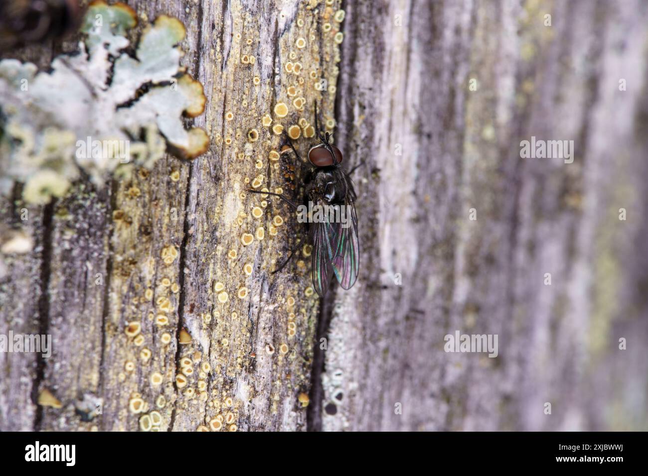 Brown root family hi-res stock photography and images - Alamy