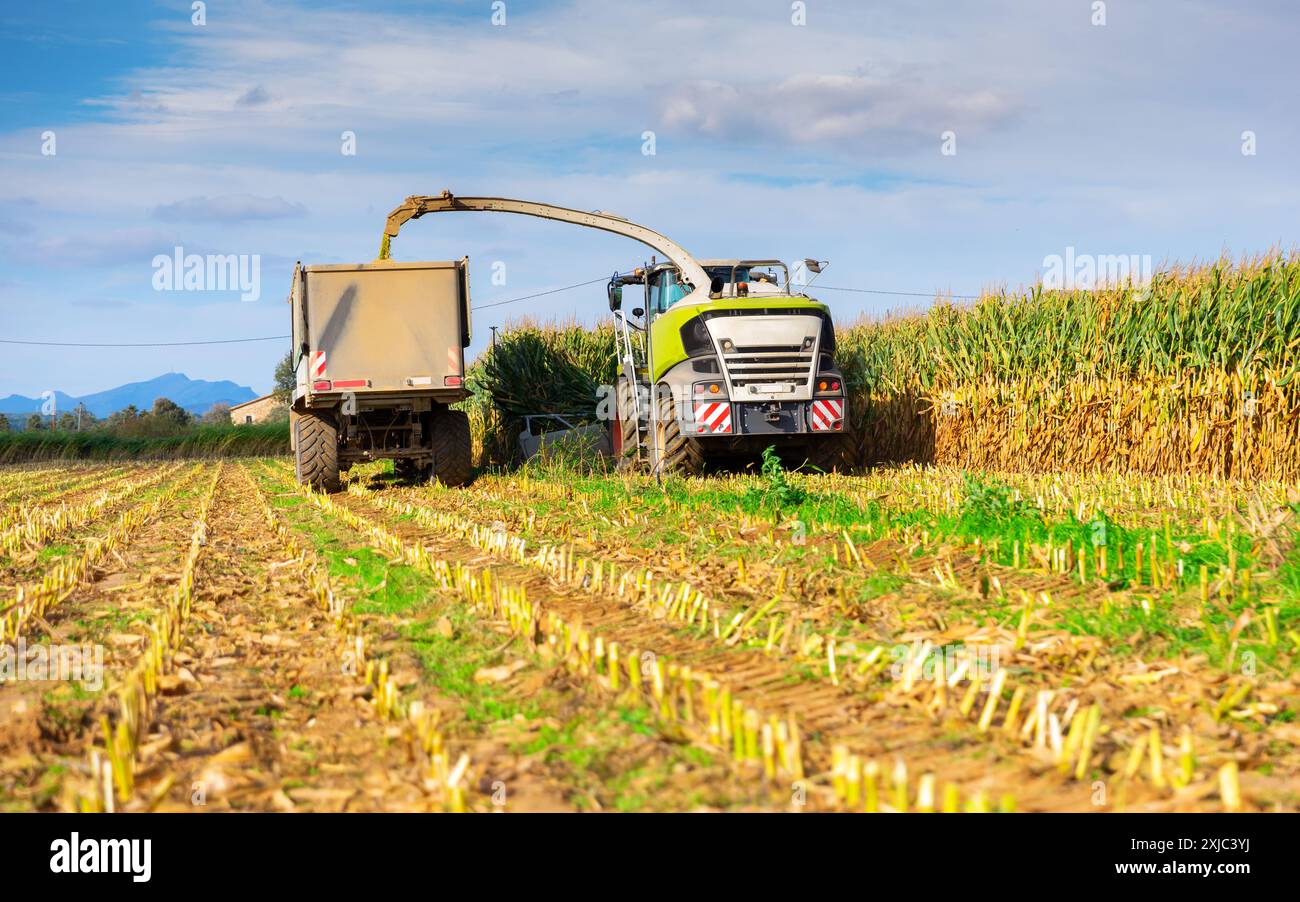 Agricultural machinery produces harvesting of maize Stock Photo - Alamy