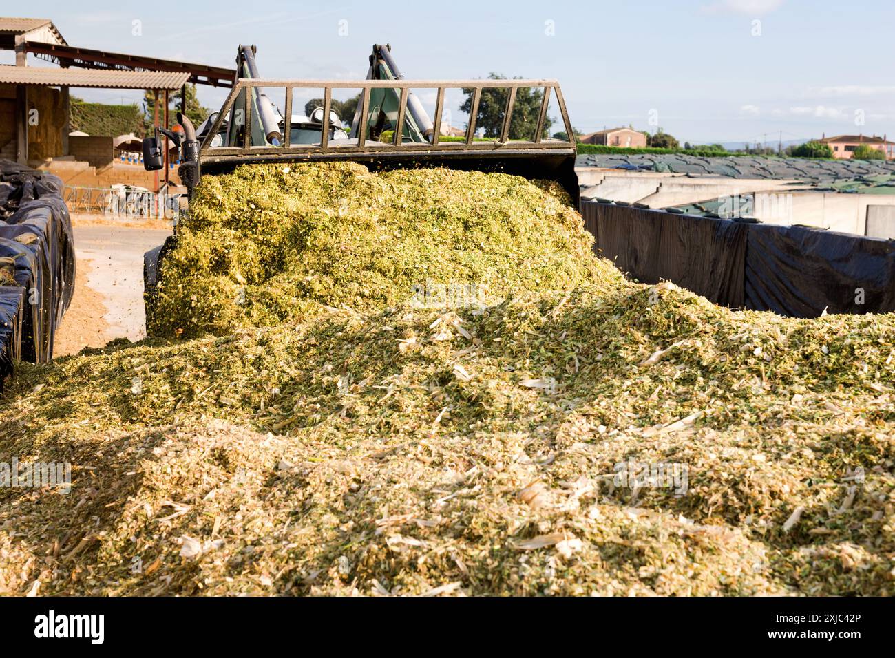 Harvesting of silage Stock Photo - Alamy