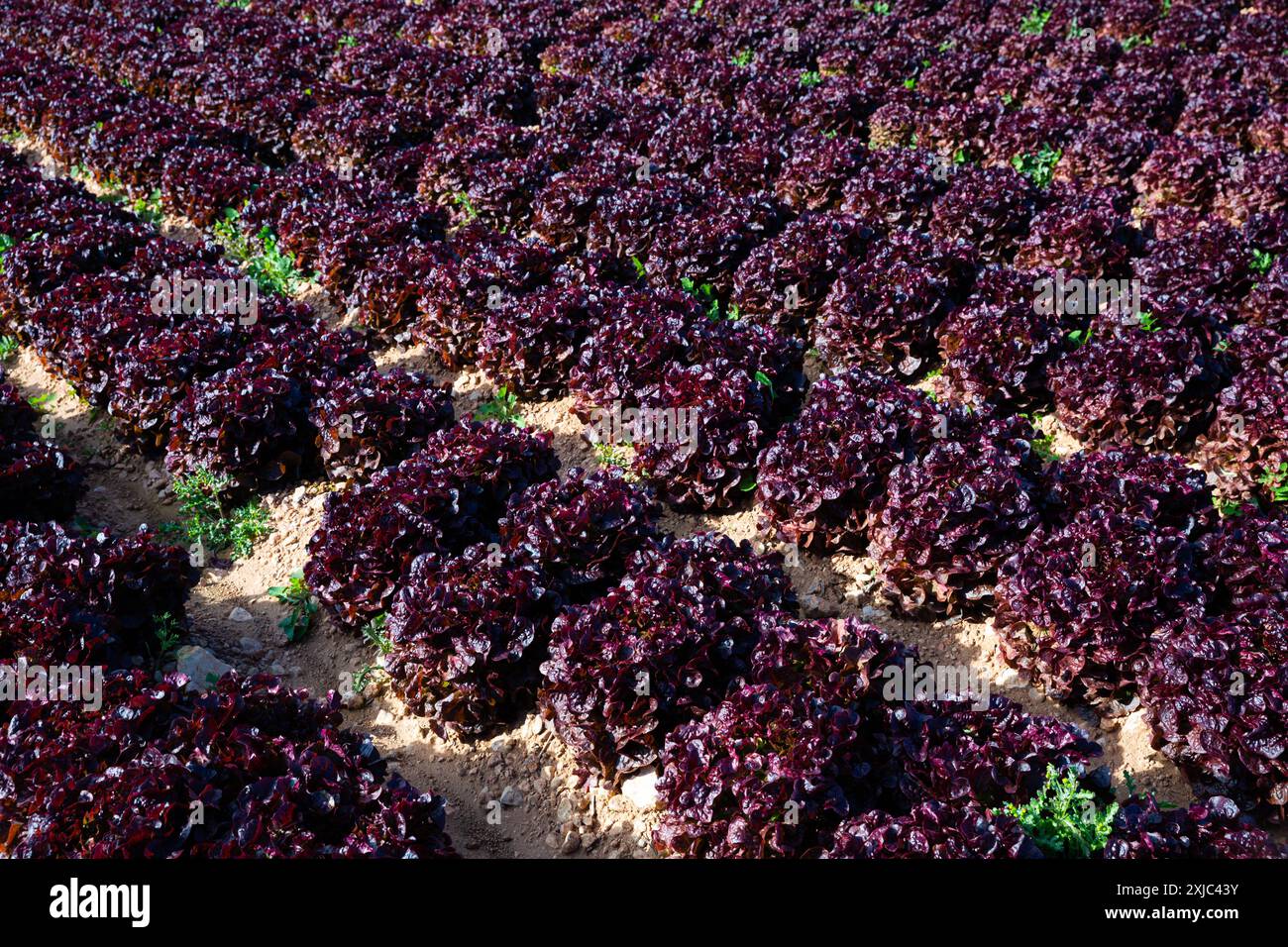 Redina lettuce hi-res stock photography and images - Alamy