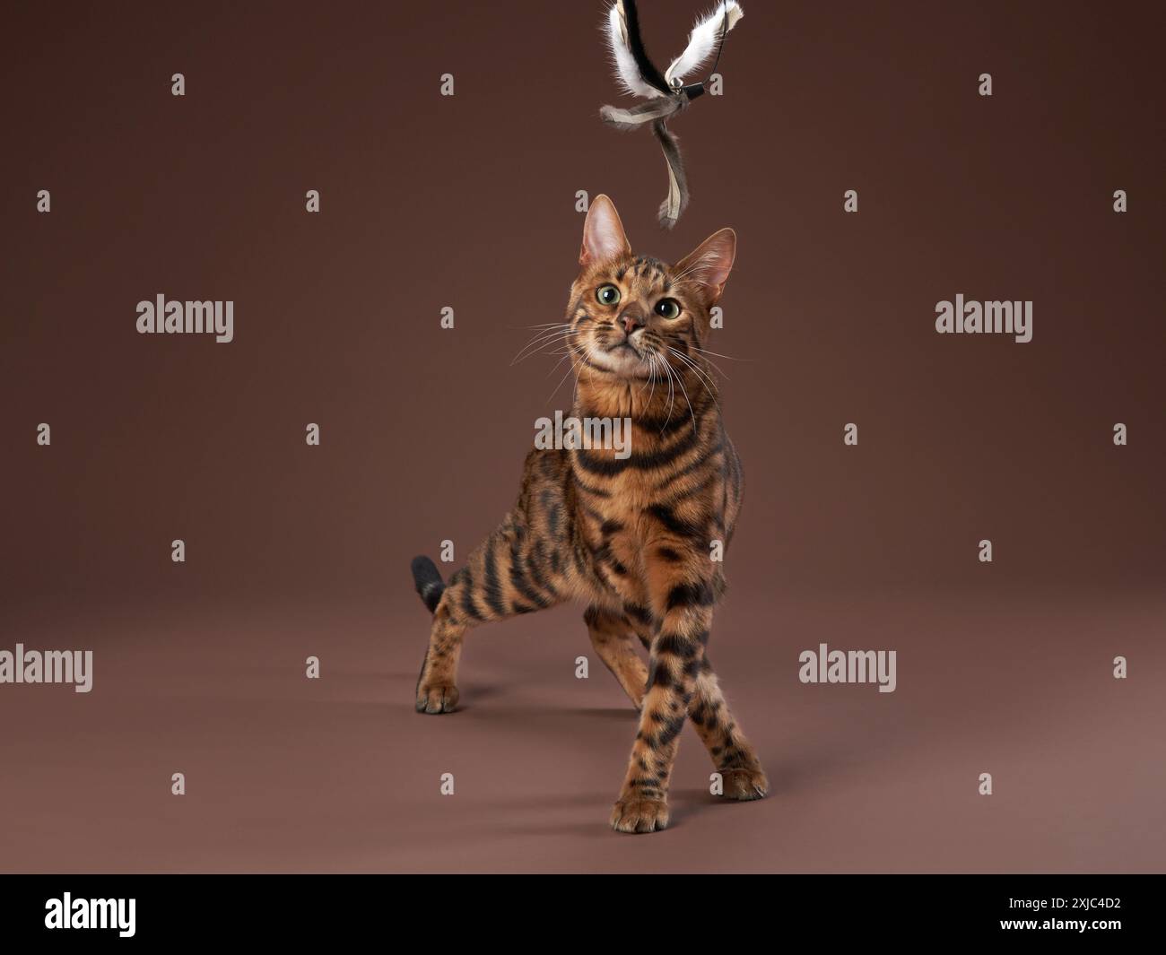 Studio photography on brown. An inquisitive Bengal cat rises up, its ...