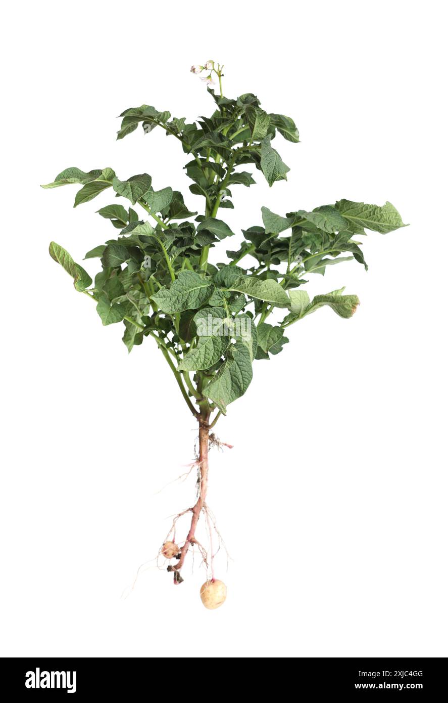 Potato plant with tubers isolated on white Stock Photo - Alamy