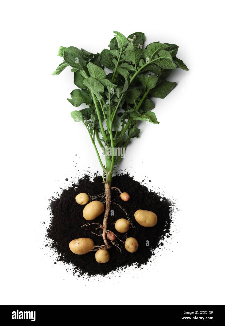 Potato plant with tubers and soil isolated on white, top view Stock ...