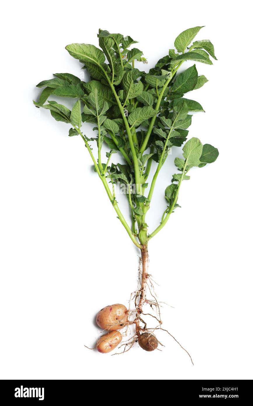 Potato plant with tubers isolated on white, top view Stock Photo - Alamy