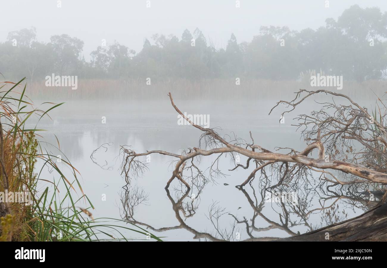 dead tree lying across a lake on a foggy morning engulfing the far bank ...