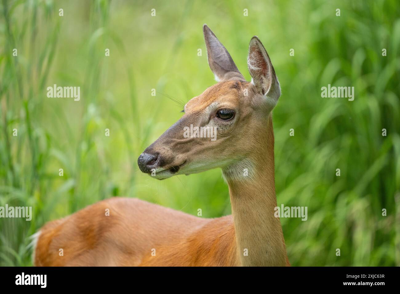 Whitetail deer side view hi-res stock photography and images - Alamy