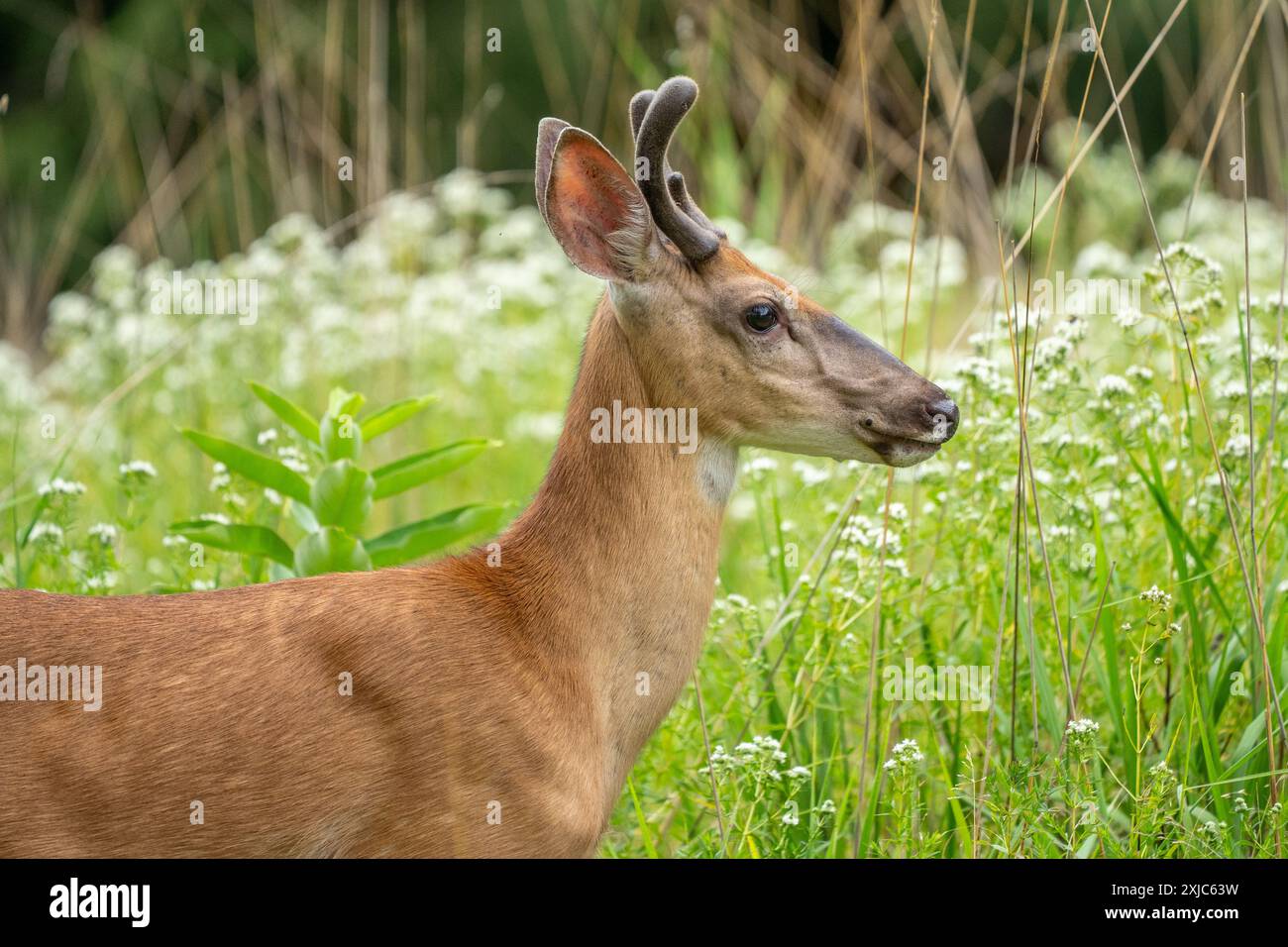 Whitetail deer side view hi-res stock photography and images - Alamy