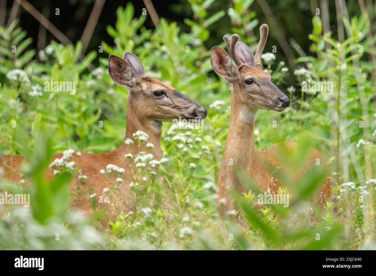Two White-tailed Deer in summer wildflower meadow Stock Photo - Alamy