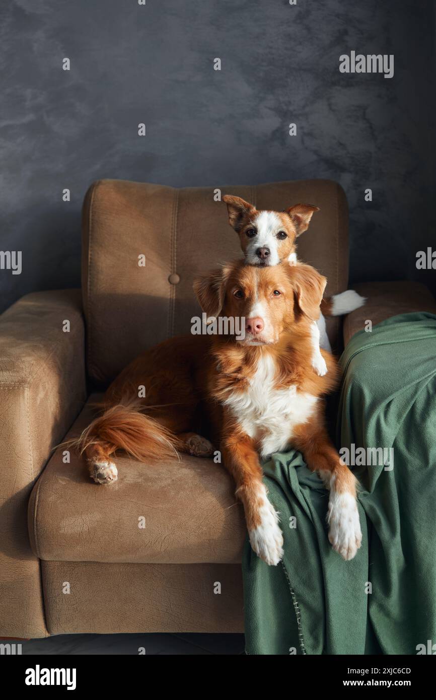 Two dogs on sofa pose indoors, a Jack Russell and a Nova Scotia Duck ...