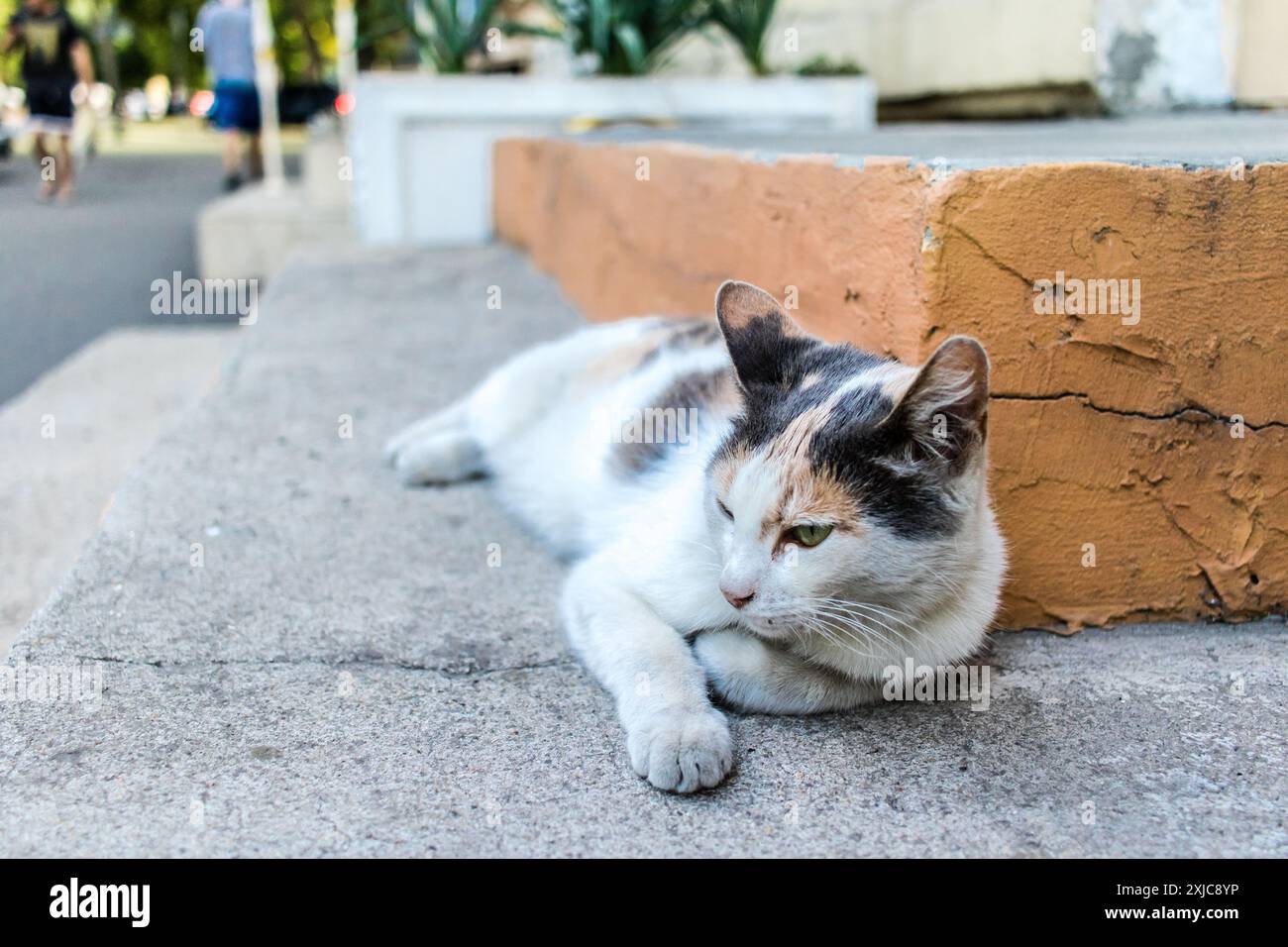 Odessa, Ukraine, July 17, 2024 Cat on the streets of Odessa. Residents ...