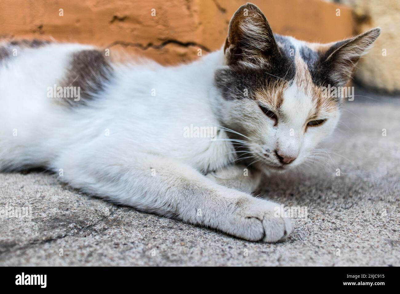 Odessa, Ukraine, July 17, 2024 Cat on the streets of Odessa. Residents ...