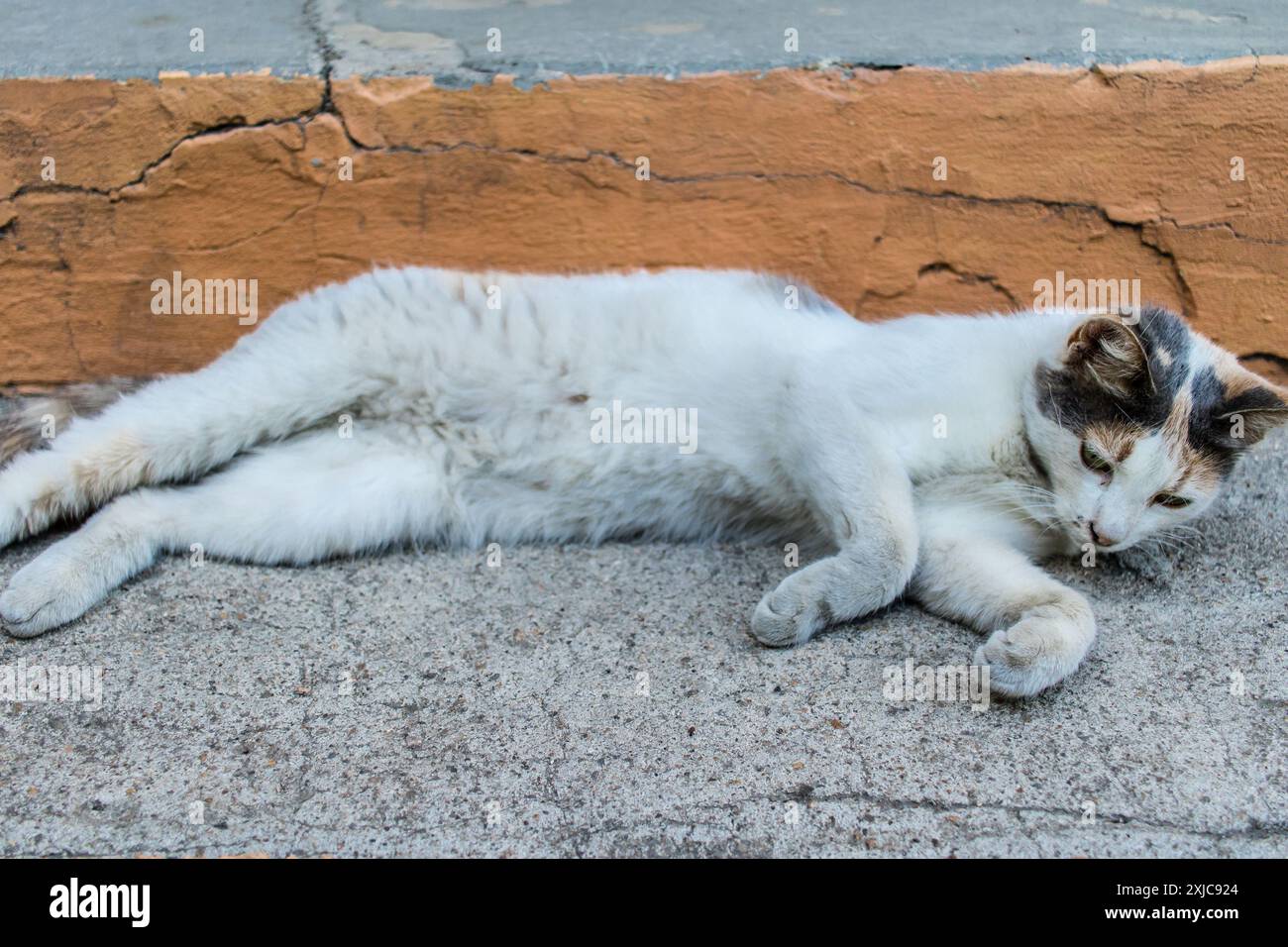 Odessa, Ukraine, July 17, 2024 Cat on the streets of Odessa. Residents ...