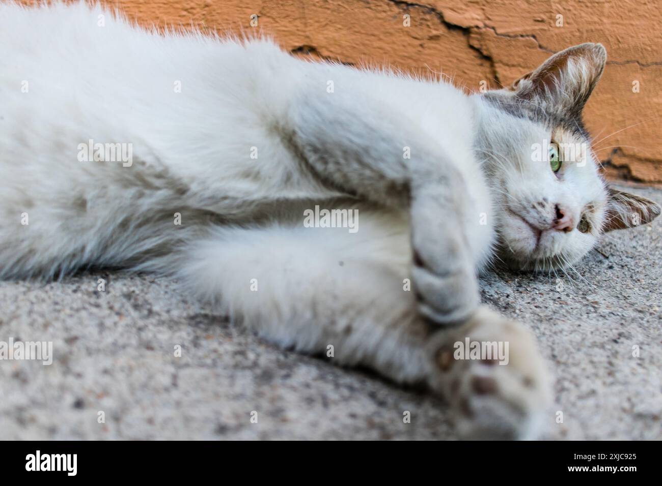 Odessa, Ukraine, July 17, 2024 Cat on the streets of Odessa. Residents ...