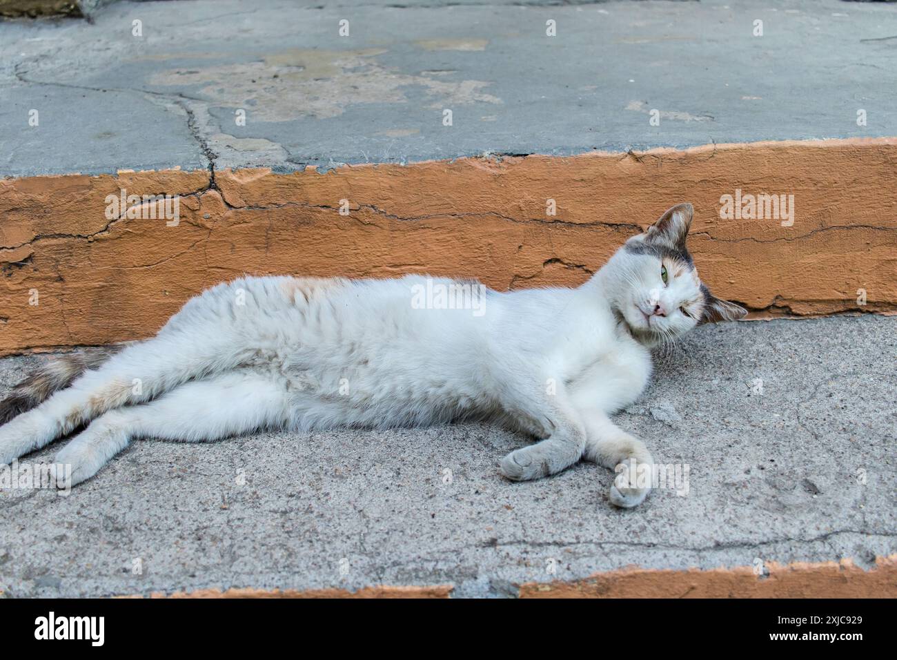 Odessa, Ukraine, July 17, 2024 Cat on the streets of Odessa. Residents ...