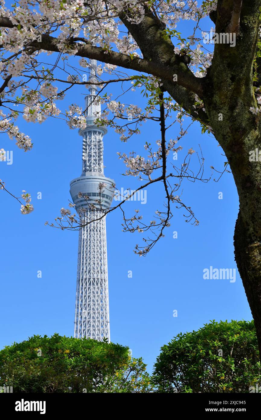 The Tokyo Skytree - the 2nd tallest building on earth, Sumida JP Stock ...