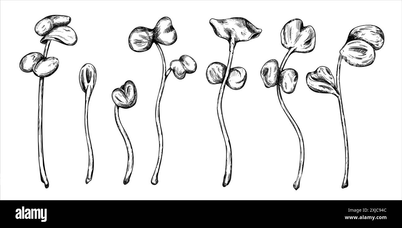 Illustration of a micro-green radish. Young seed seedlings, edible ...