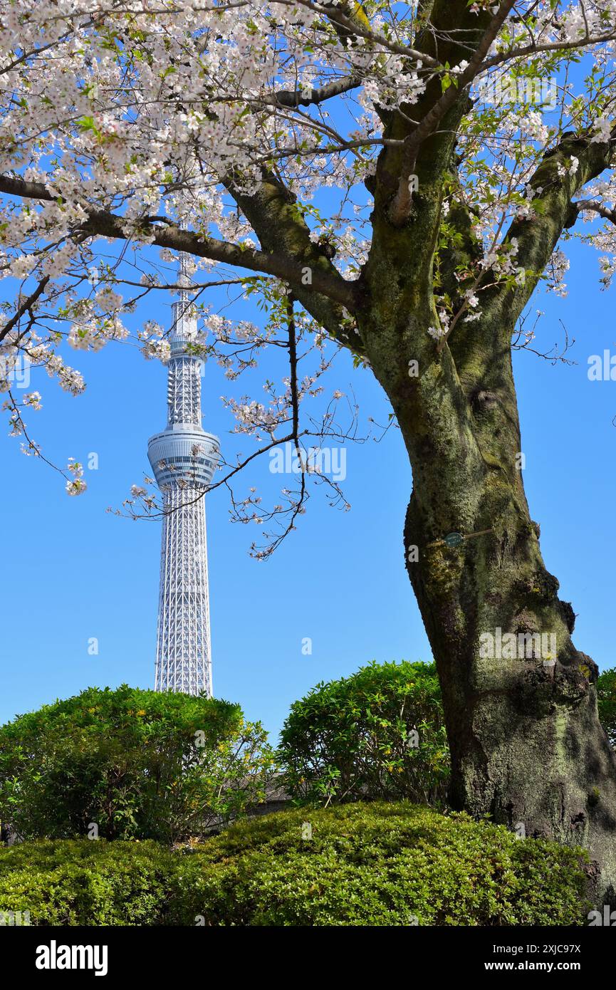 The Tokyo Skytree - the 2nd tallest building on earth, Sumida JP Stock ...