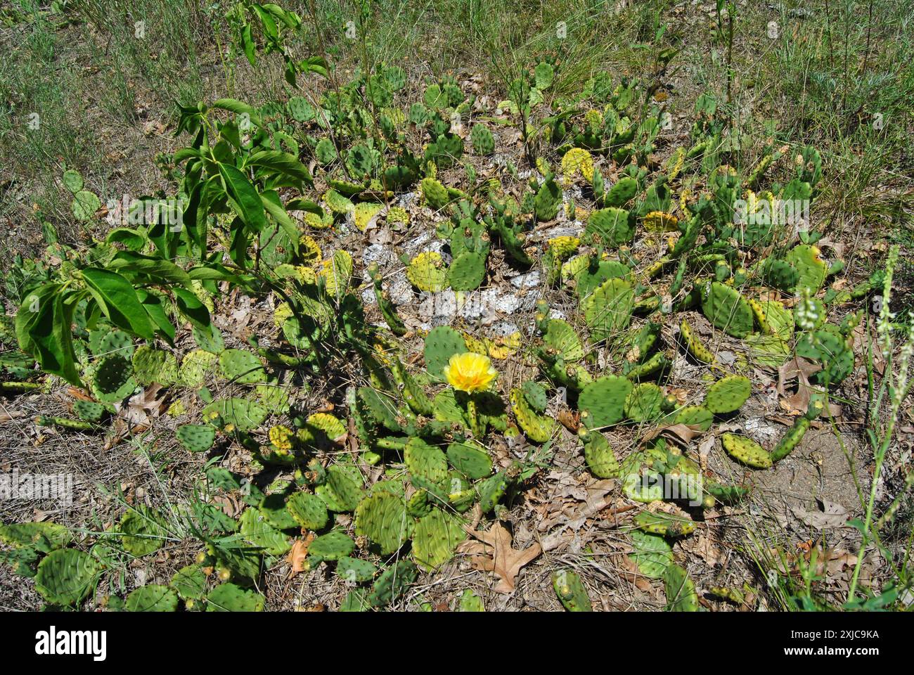 Many prickly pear plants with one bloom in Point Pelee National Park in ...