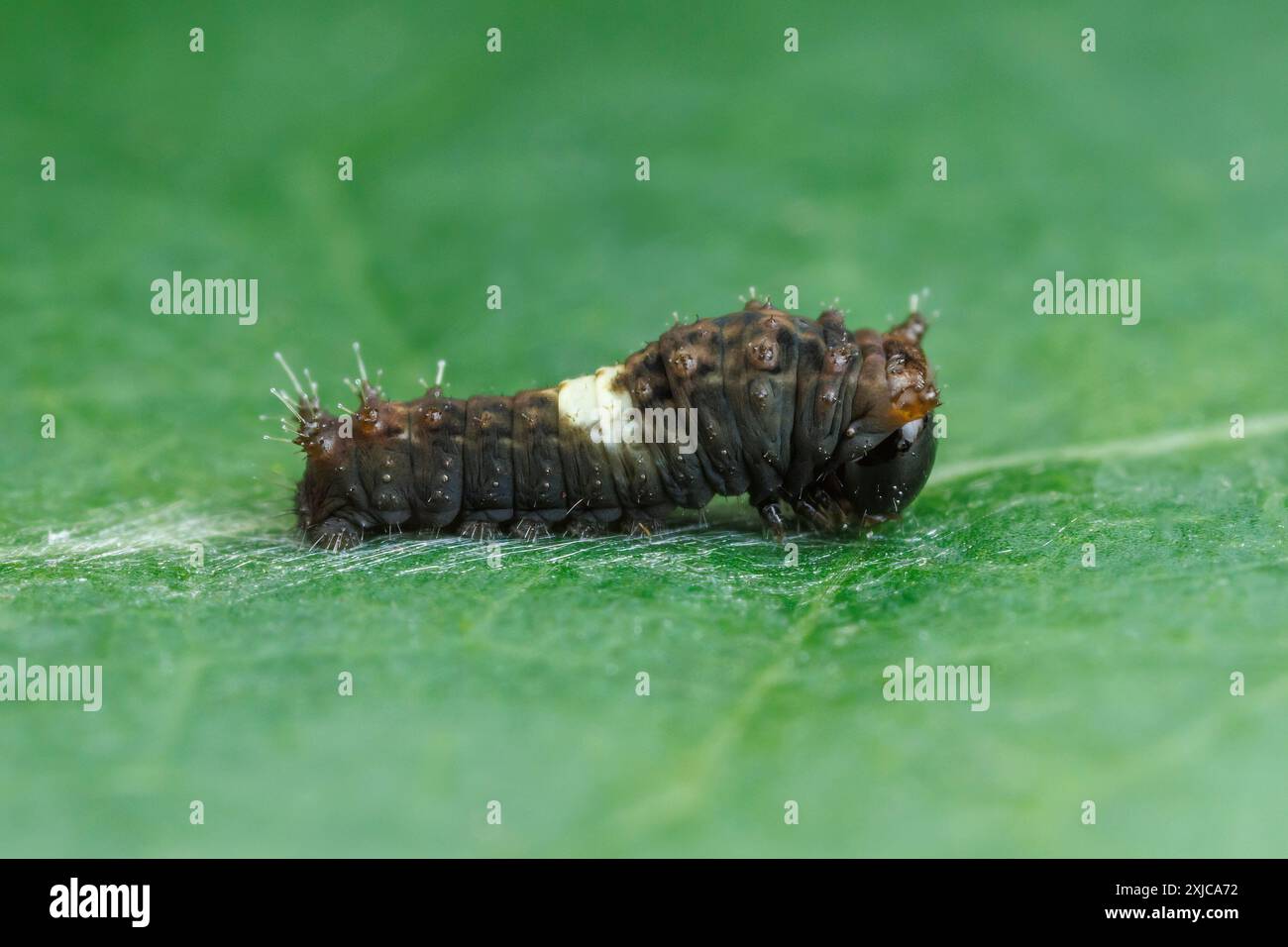 Common Swallowtail (Papilio sp.) - caterpillar (larva), early instar ...