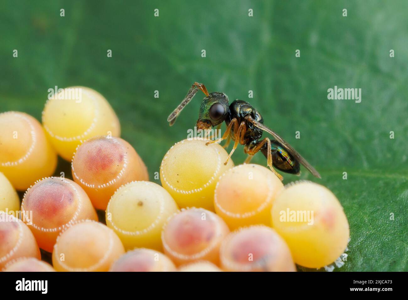 Acroclisoides hi-res stock photography and images - Alamy