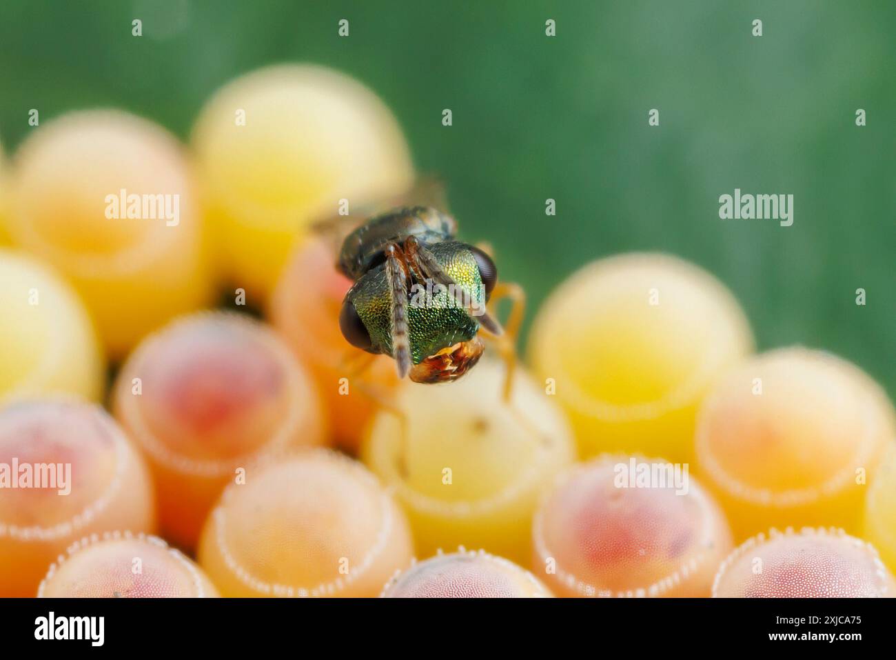A female pteromalid wasp, Acroclisoides sinica, a hyperparasitoid ...