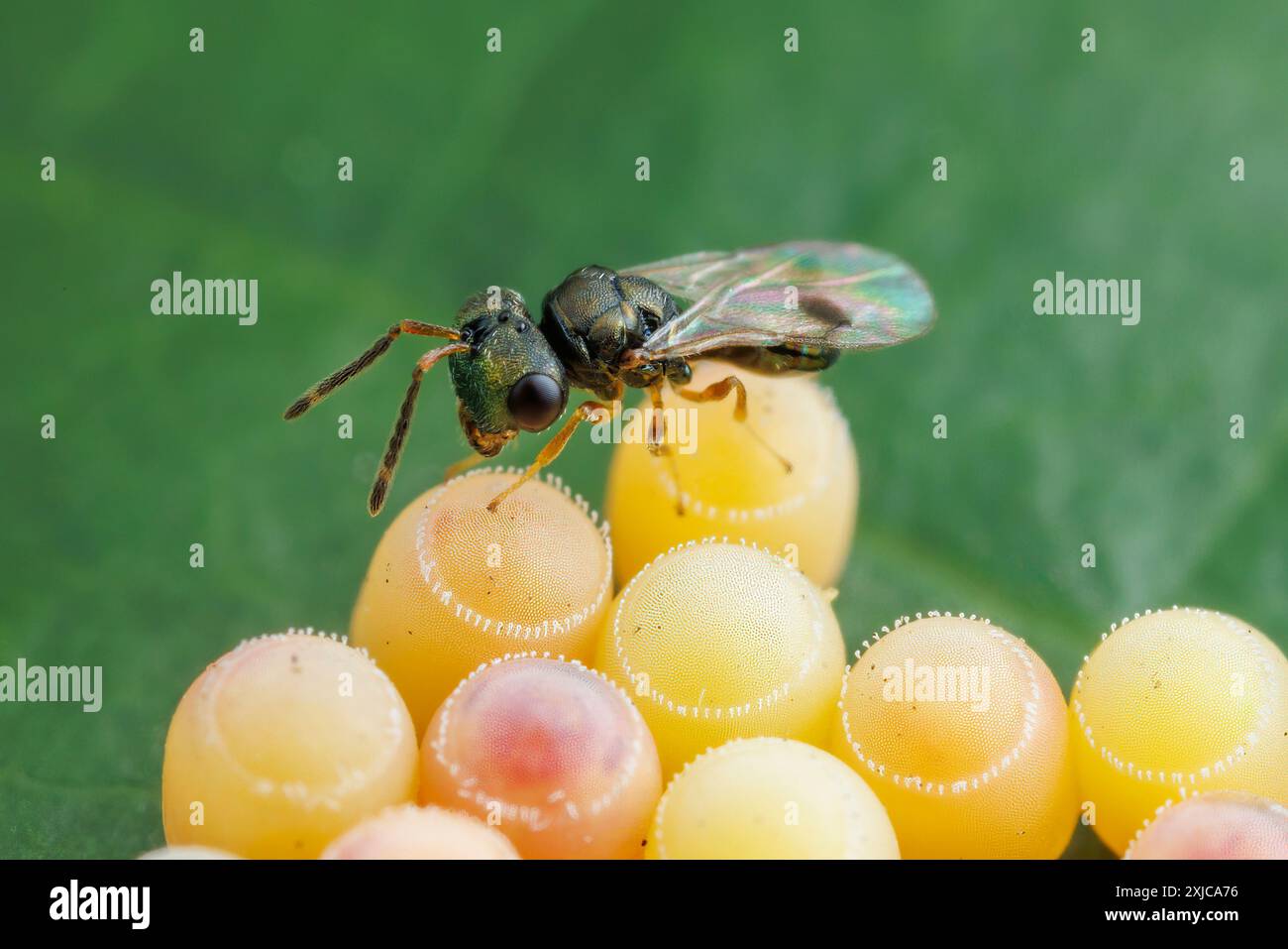 A female pteromalid wasp, Acroclisoides sinica, a hyperparasitoid ...