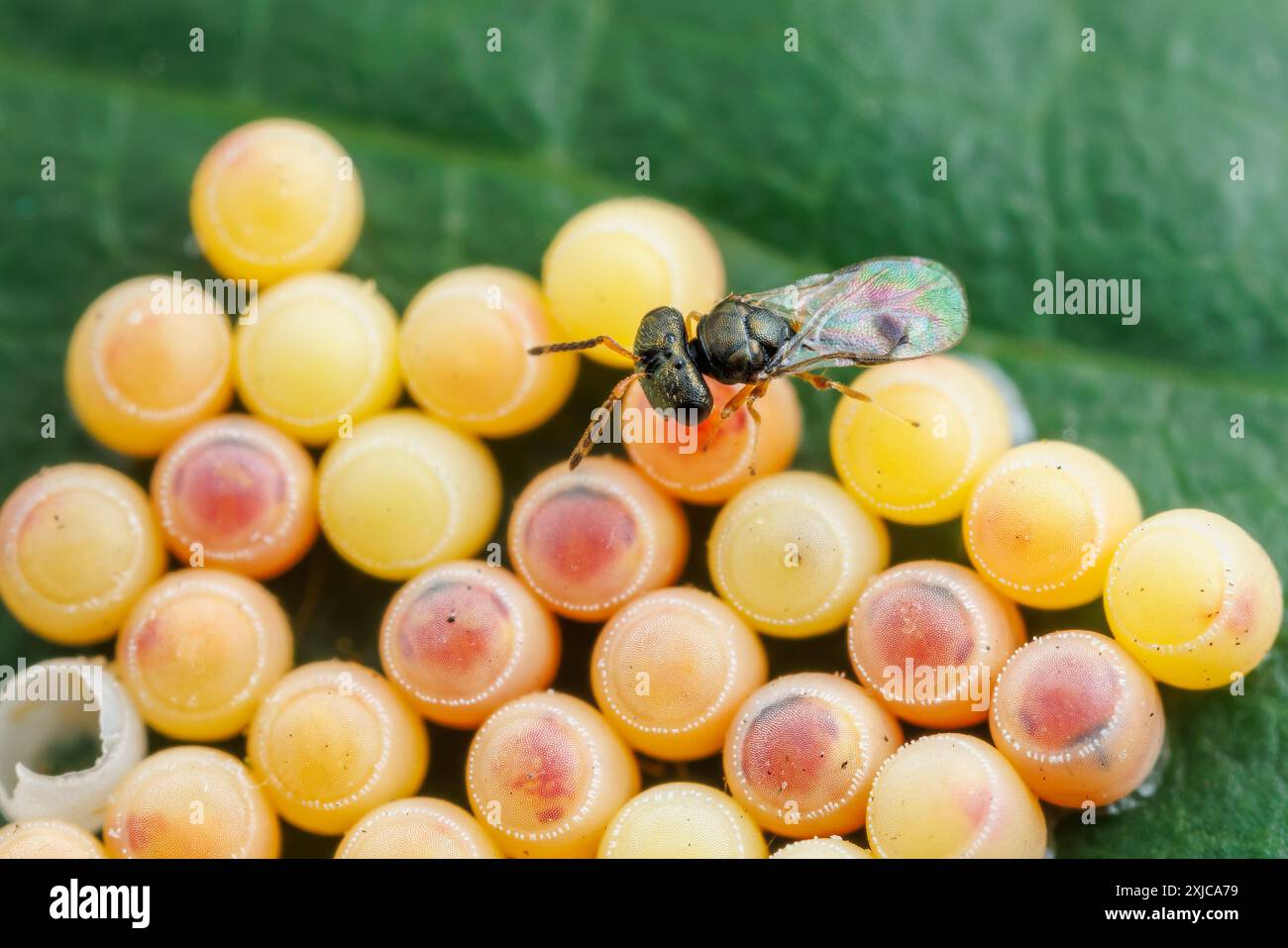 A female pteromalid wasp, Acroclisoides sinica, a hyperparasitoid ...