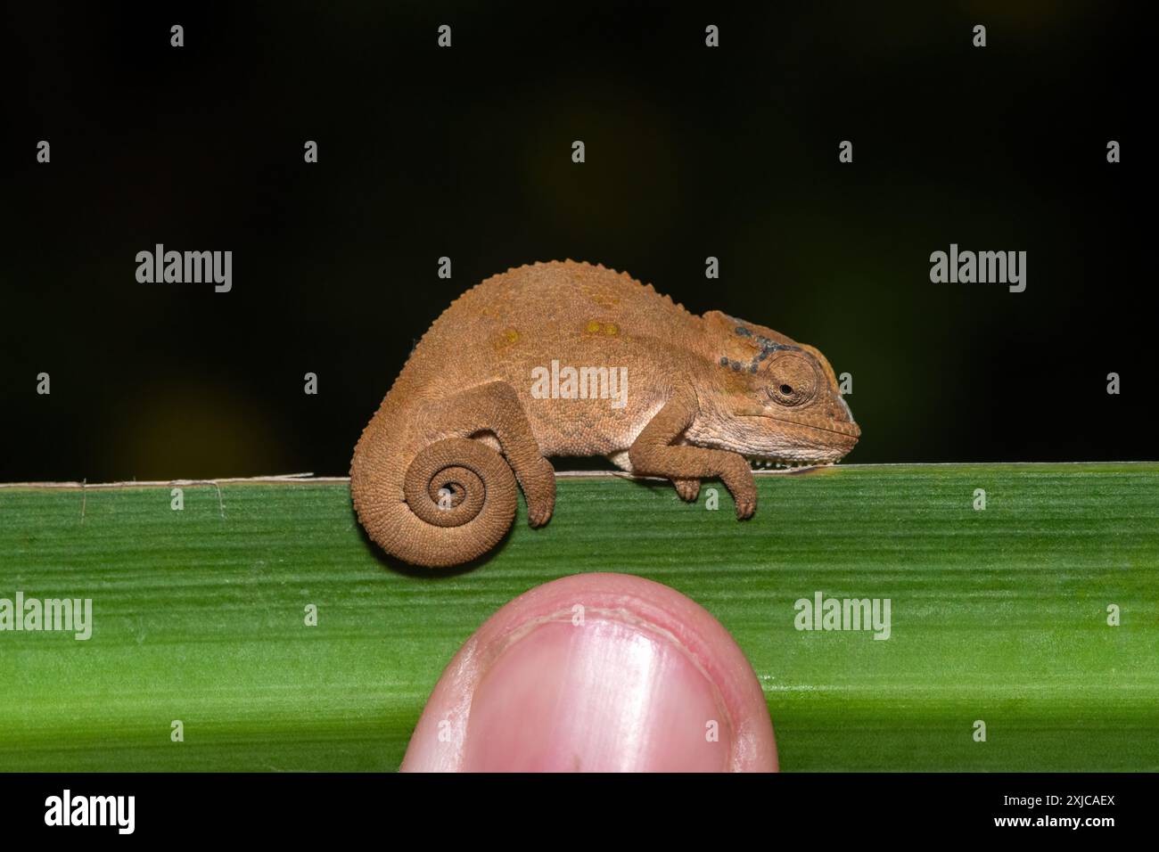The size of a hatchling Midlands Dwarf Chameleon Complex (Complex ...